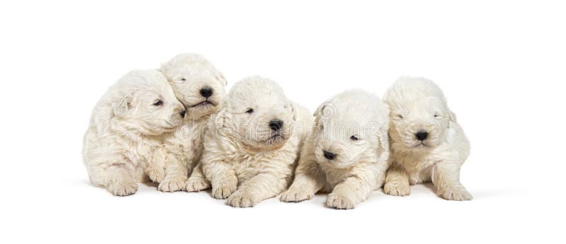 Pack of Puppies Maremma Sheepdogs in a Row, Isolated on White Stock ...