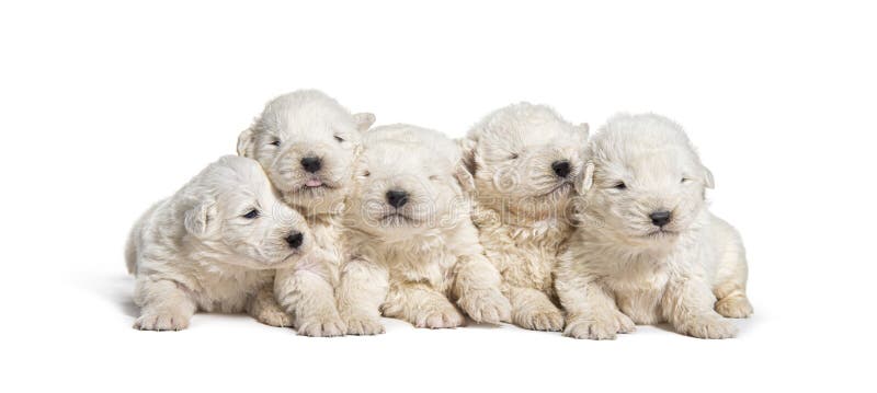 Pack of Puppies Maremma Sheepdogs in a Row, Isolated on White Stock ...