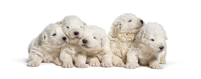 Pack of Puppies Maremma Sheepdogs in a Row, Isolated on White Stock ...