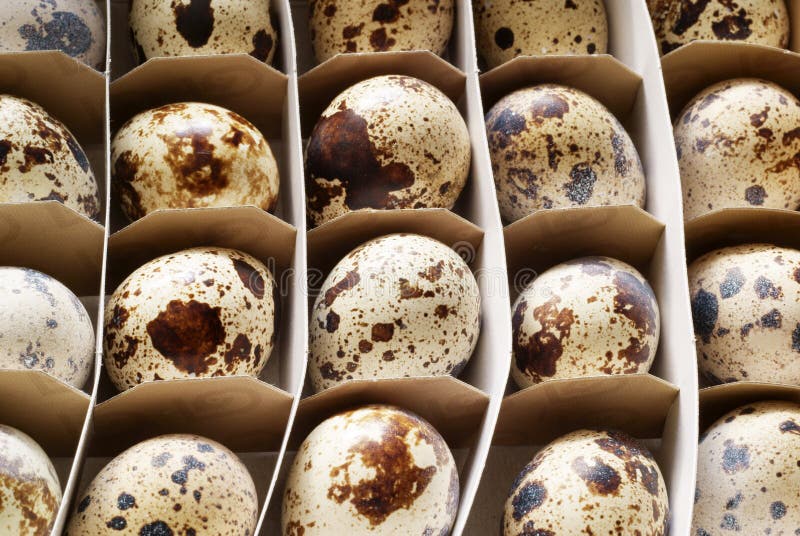Quail Egg Pack stock photo. Image of variegated, cuisine - 4221374