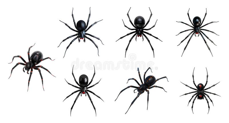 Pack of Redback Spider on Transparent Background Stock Illustration ...