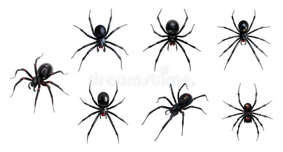 Pack of Redback Spider on Transparent Background Stock Illustration ...