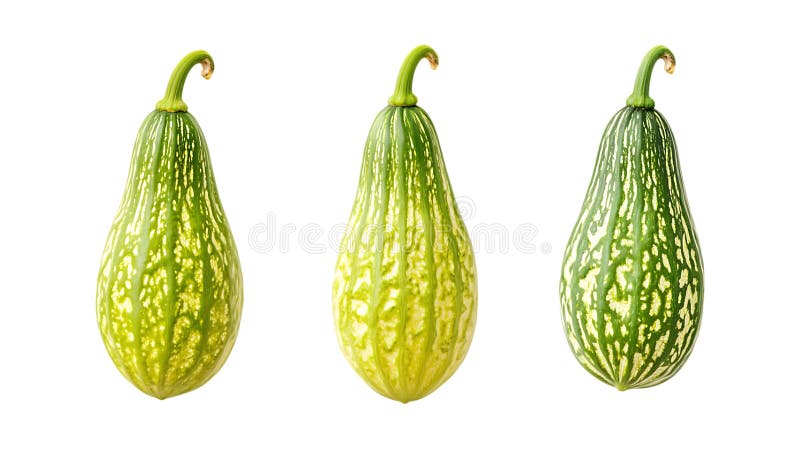 Pack of Ridge Gourd Set Against Transparent Background for Food or ...