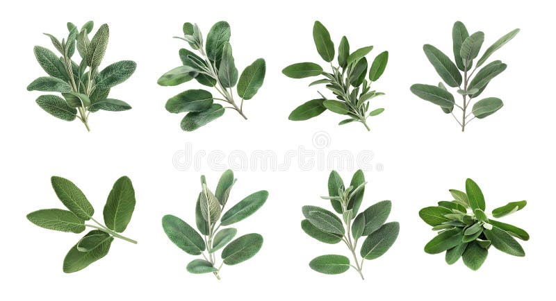Pack of Sage Herb on Transparent Background Stock Illustration ...
