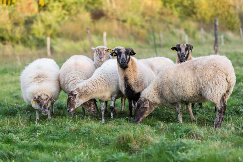 Pack of Sheep Close Together Being Lead by a Sheepherder Stock Image ...