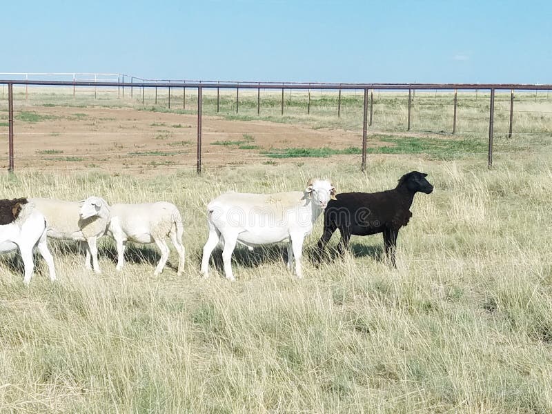 Pack of Sheep Close Together Being Lead by a Sheepherder Stock Image ...