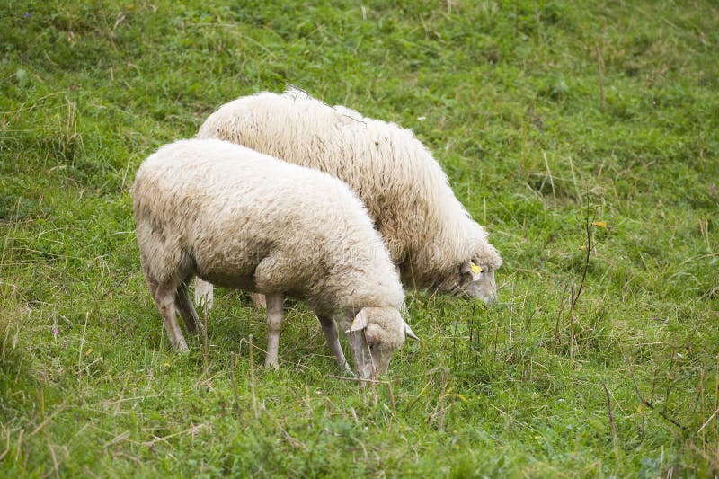 Pack of Sheeps on the Grass Stock Image - Image of rustic, animals ...