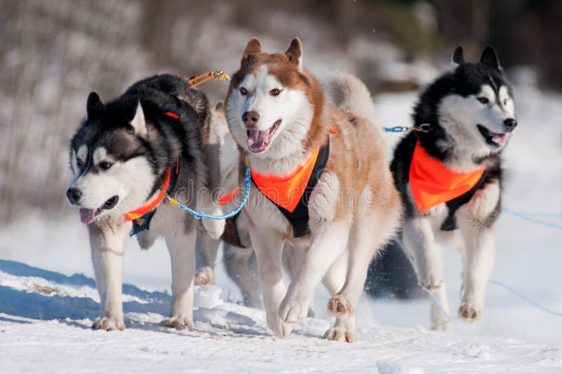 A Pack of Sled Dogs Siberian Huskies in Winter Stock Image - Image of ...