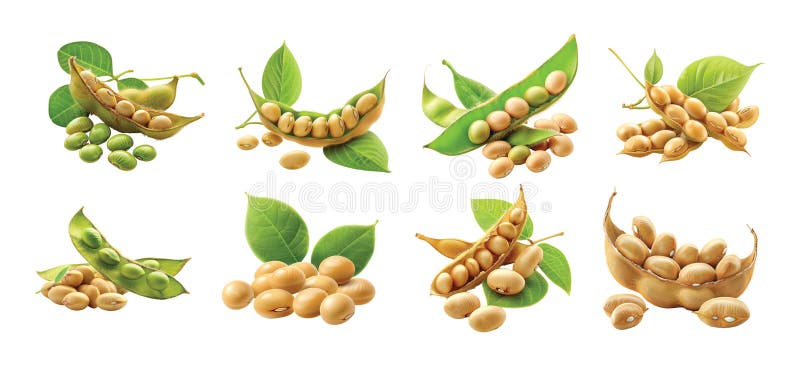 Pack of Soybeans on Transparent Background Stock Illustration ...