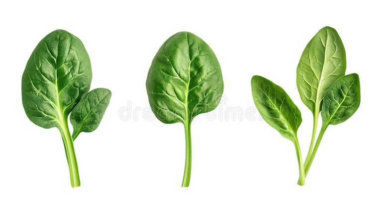 Pack of Spinach Set Against Transparent Background for Culinary or ...