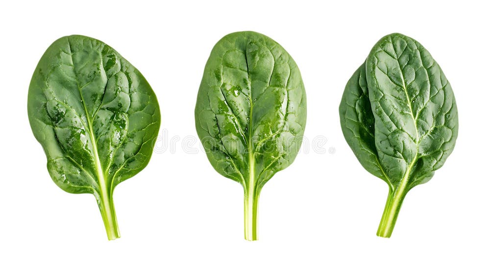Pack of Spinach Set Against Transparent Background for Culinary or ...
