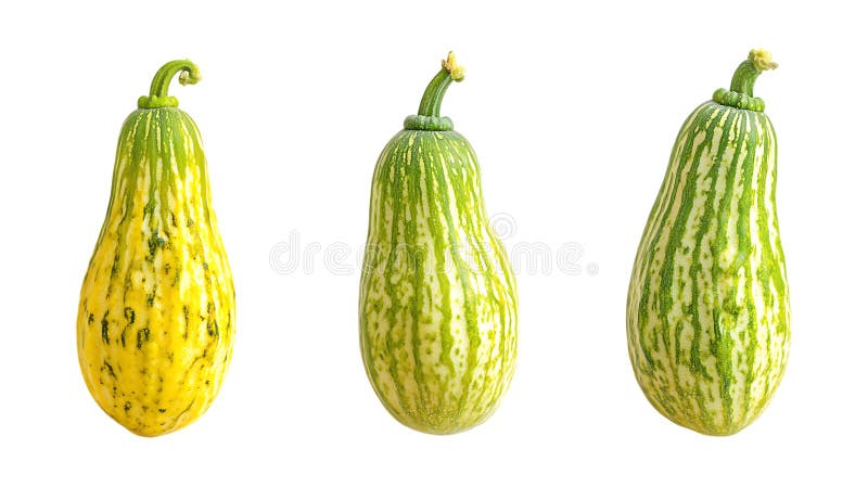 Pack of Sponge Gourd Set Against Transparent Background for Culinary or ...