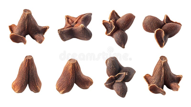 Pack of Star Anise on Transparent Background Stock Illustration ...