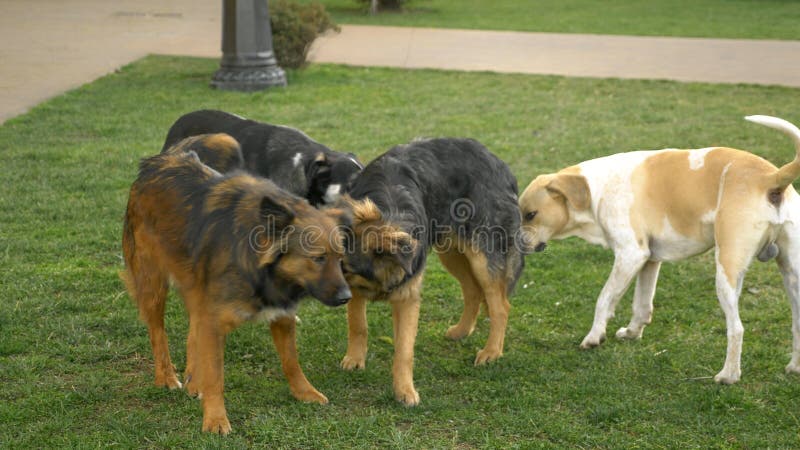 A Pack of Stray Dogs in a City Park on the Lawn. Spring. Stock Photo ...