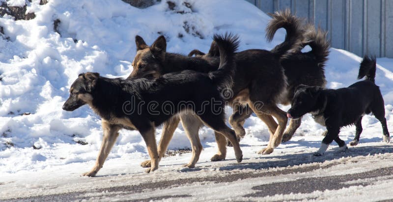 Pack of Stray Dogs in a Village on a Green Lawn Stock Photo - Image of ...