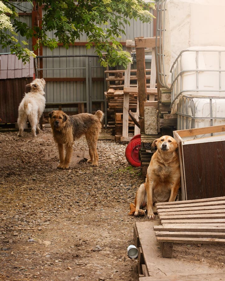 Stray cat stock photo. Image of enjoying, tree, yellow - 162504832