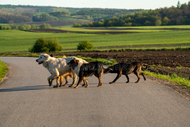 A Pack of Stray Dogs and a Mountain of Used Plastic on the Beach in Sri ...