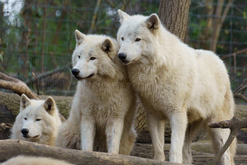Pack of Three Arctic Wolfs (Canis Lupus Arctos Stock Image - Image of ...