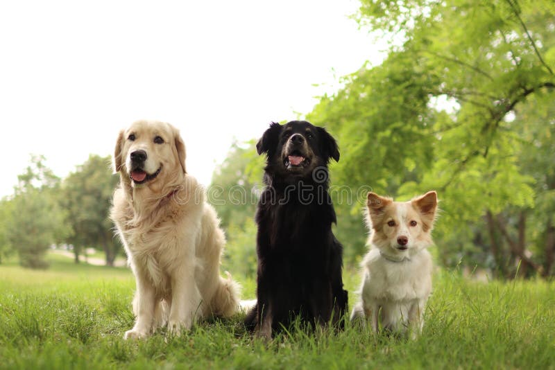 A Pack of Three Dogs Sits Next To Each Other in the Park Stock Image ...