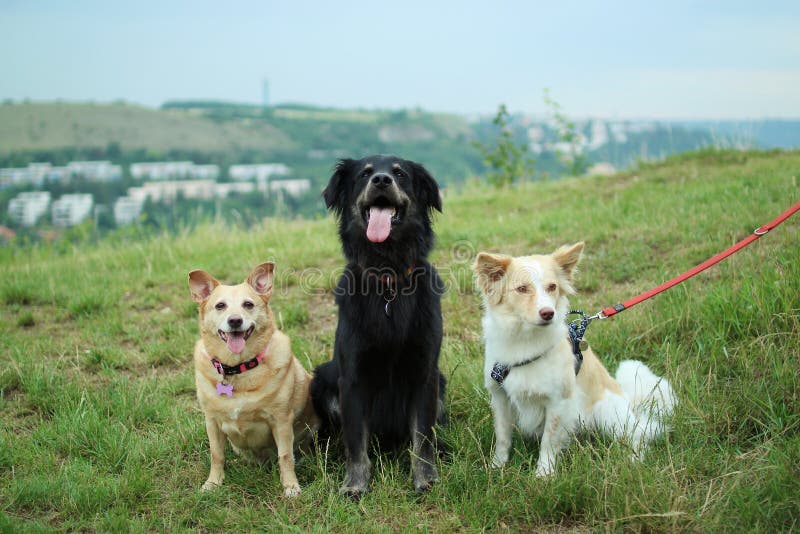 A Pack of Three Friendly Adopted Dog Sits on Meadow Stock Image - Image ...