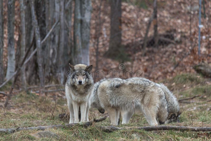 Pack of Timber Wolves stock photo. Image of creature - 47548794