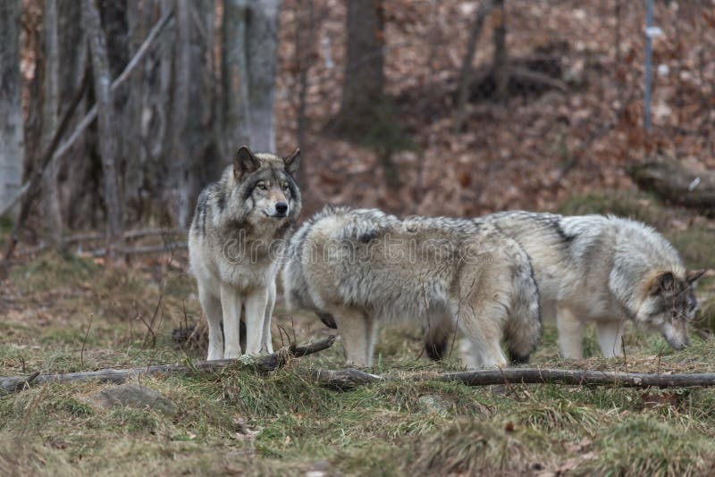 Pack of Timber Wolves stock photo. Image of danger, frightening - 47548728