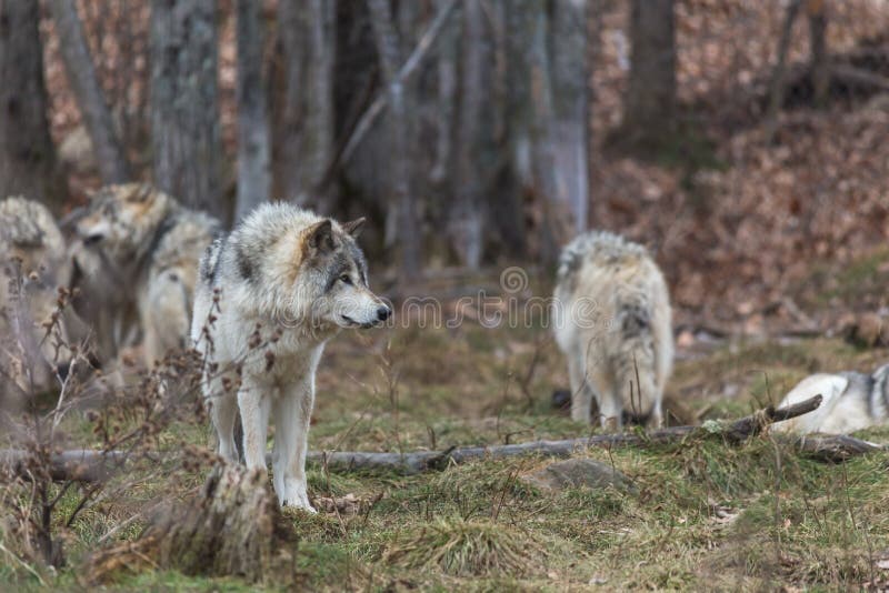 Pack of Timber Wolves stock image. Image of canine, pair - 47548899
