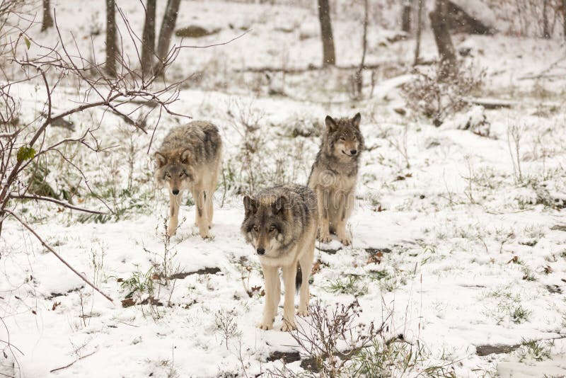 Pack of Timber Wolves in a Winter Scene Stock Image - Image of canis ...