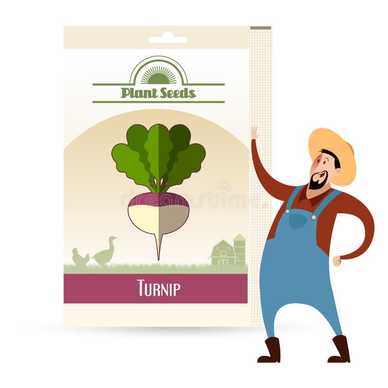 Turnip Growth Stages. Life Cycle of a Turnip Plant Stock Vector ...