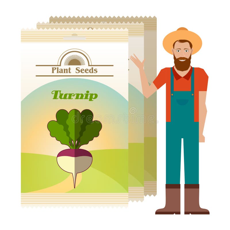 Turnip Growth Stages. Life Cycle of a Turnip Plant Stock Vector ...