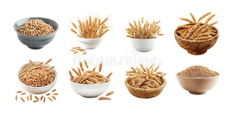 Pack of Wheat Grains in a Bowl on Transparent Background Stock ...