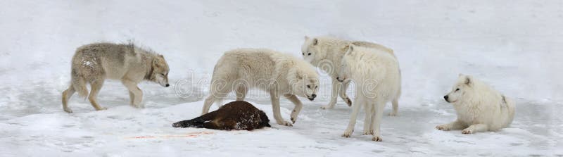 Arctic Wolf Pack Hunting