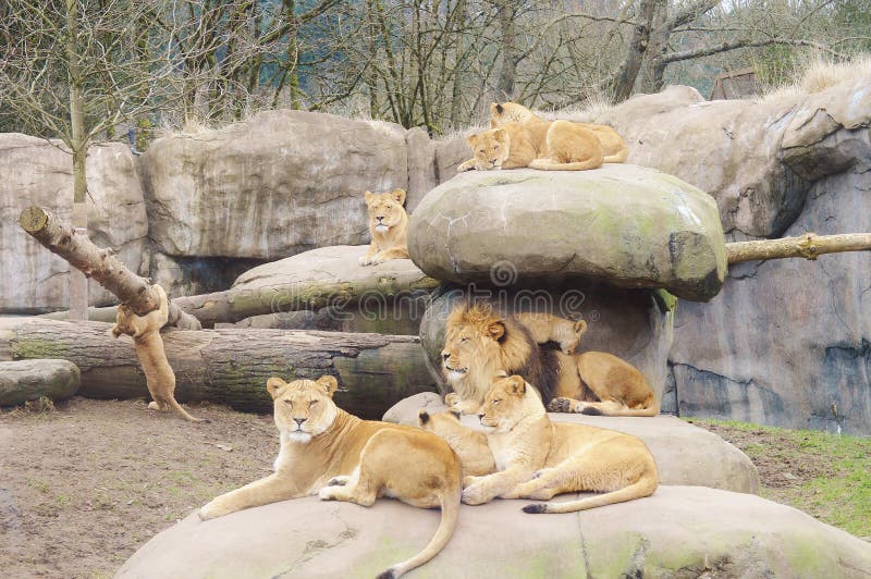 The pack stock image. Image of daddy, entire, lion, mommy - 50669423