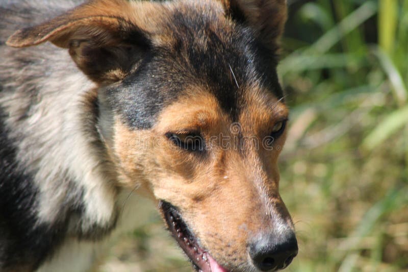 Pack of Wild Dogs on the Street in the Village Stock Image - Image of ...