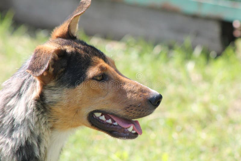 Pack of Wild Dogs on the Street in the Village Stock Image - Image of ...