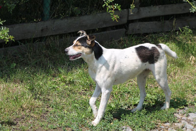 Pack of Wild Dogs on the Street in the Village Stock Image - Image of ...
