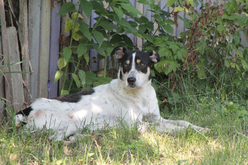 Pack of Wild Dogs on the Street in the Village Stock Photo - Image of ...