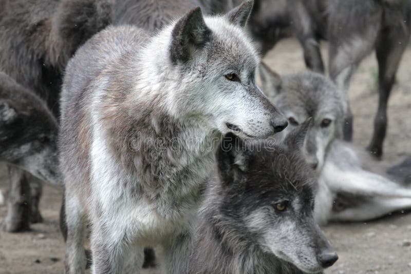 Wolfs howl stock photo. Image of hunter, howling, family - 16487786
