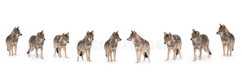 A Pack of wolves stock photo. Image of north, wolf, leader - 65972570