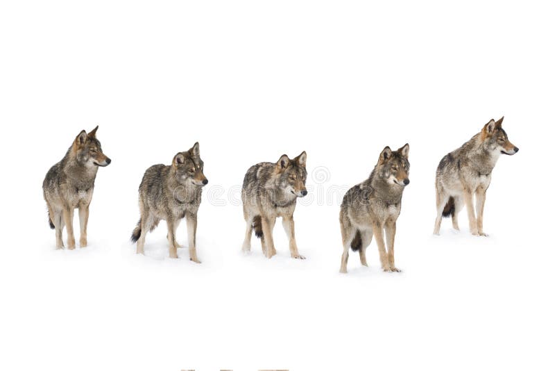 Wolf Pack Running Wallpaper