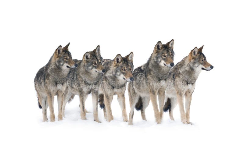 Pack of Wolves Isolated on White Background Stock Image - Image of ...