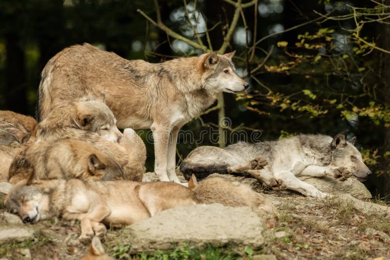 A pack of wolves stock image. Image of habitat, canis - 103141503