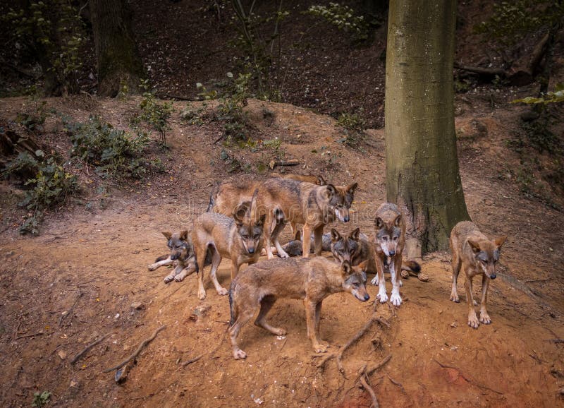 Pack of Wolves Relaxing Near a Tree Trunk in a Forest Stock Image ...