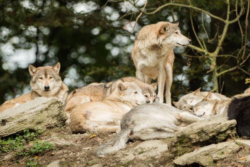 A pack of wolves stock image. Image of habitat, canis - 103141503