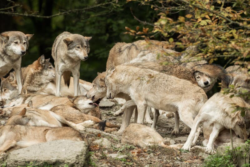 A pack of wolves stock photo. Image of forest, outdoors - 103141604