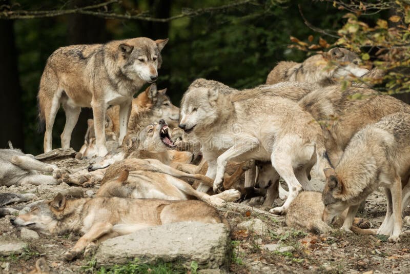 A pack of wolves stock image. Image of grey, carnivore - 103141637