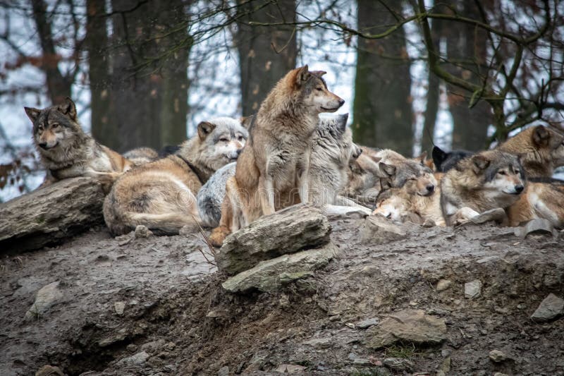 Pack of Wolves on a Rock in a Wild Park of Bad Mergentheim in Germany ...