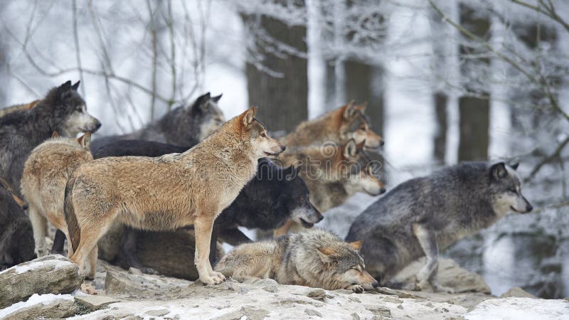 Wolves pack stock photo. Image of howling, wilderness - 12302132