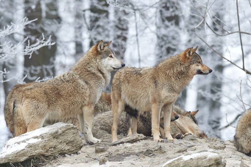 A Pack of wolves stock photo. Image of north, wolf, leader - 65972570
