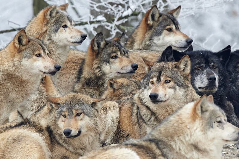A Pack of wolves stock photo. Image of frost, wolf, canis - 65972488